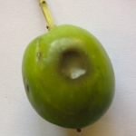 What are these blemishes or marks on my olive fruit? - Amanda Bailey on ...