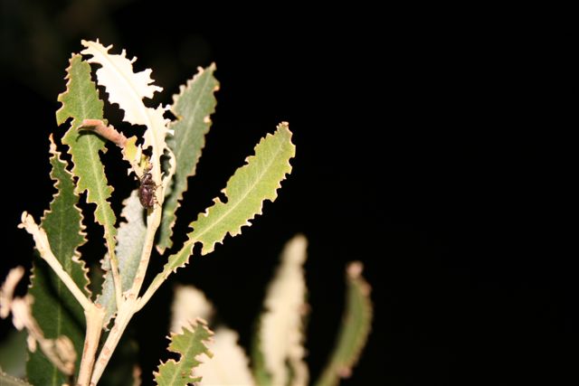 Explaining Curculio Beetle or Apple Weevil in Olives! – Amanda Bailey ...