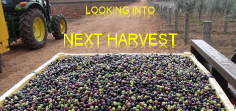 4 Factors That Will Set You Up For Next Olive Harvest – Amanda Bailey ...