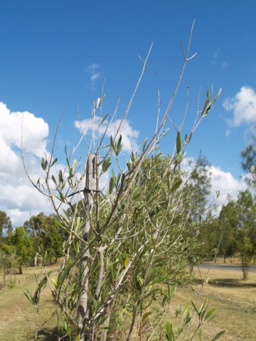 Symptoms and management of Olive diseases and disorders – Amanda Bailey ...