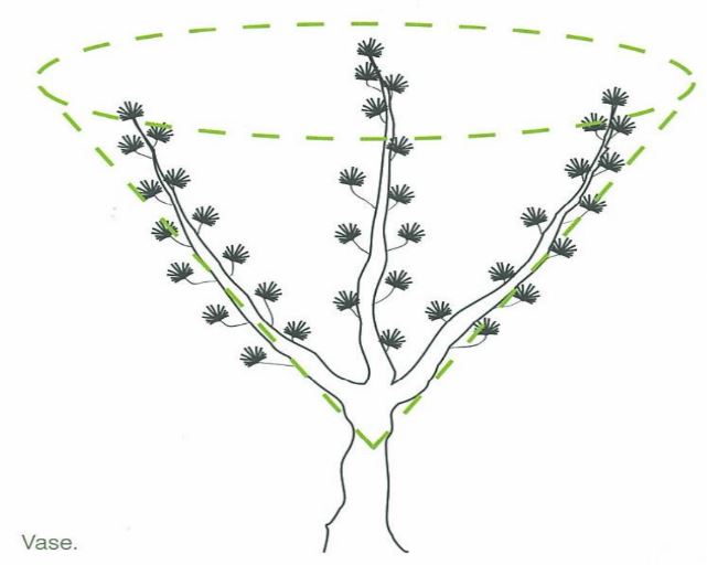 How to Prune for Mechanical Olive Shaker Harvesting? – Amanda Bailey on ...