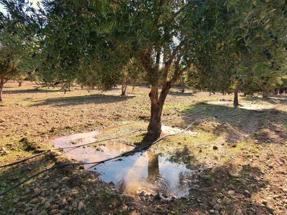 Olive Tree Physiology & Chemical Composition Of Fruits Are Modulated By ...