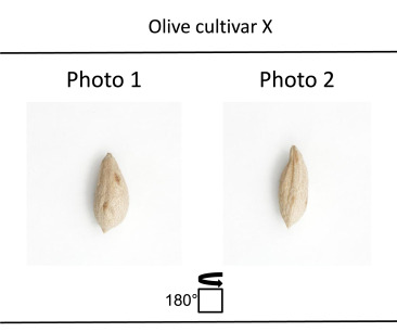 Revolutionising Olive Variety Identification: AI Tool from GEN4OLIVE ...